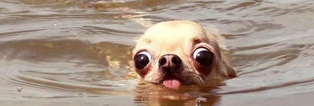 Les animaux moches, ces stars d'Internet