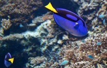 Les « Dory », poissons chirurgiens bleus, menacés d'extinction