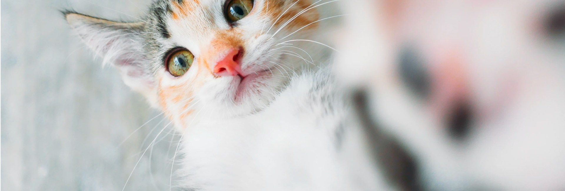 Grâce à cette appli, prendre votre chat en photo veut aussi dire ...