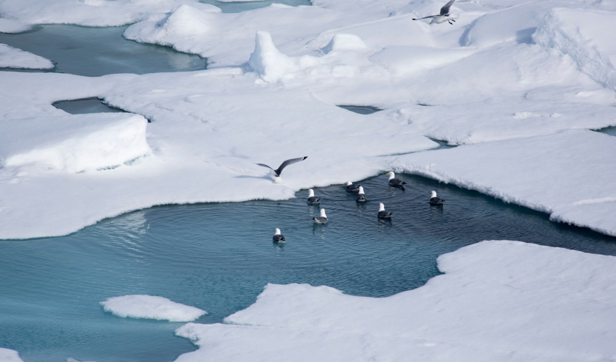La banquise arctique s'amincirait jusqu'à deux fois plus vite qu'on le ...